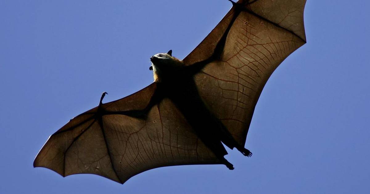 Hedebølge i Sydney har taget livet af mindst 500 flagermus-unger ...
