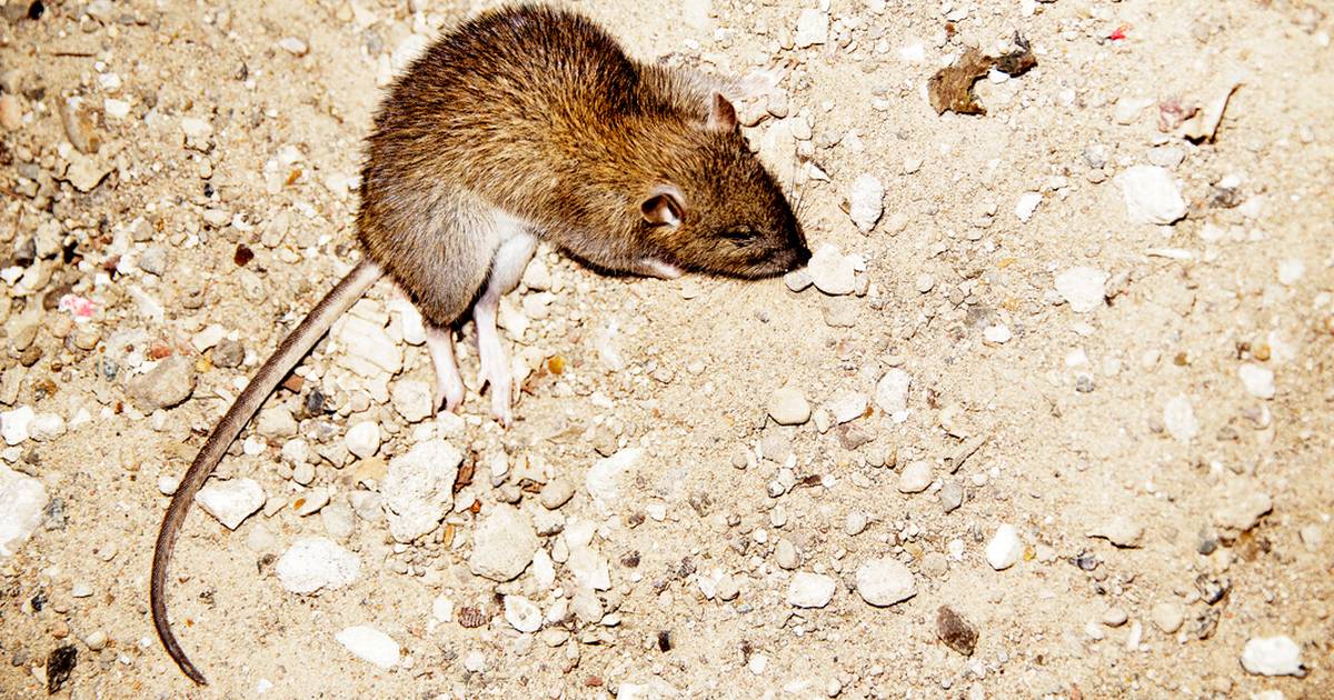 Højsæson for rotter i hjemmet: Sådan undgår du at få ubudne gæster ...