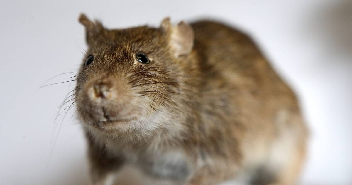 En rotte – den dyreste kødret i verden? - Finans