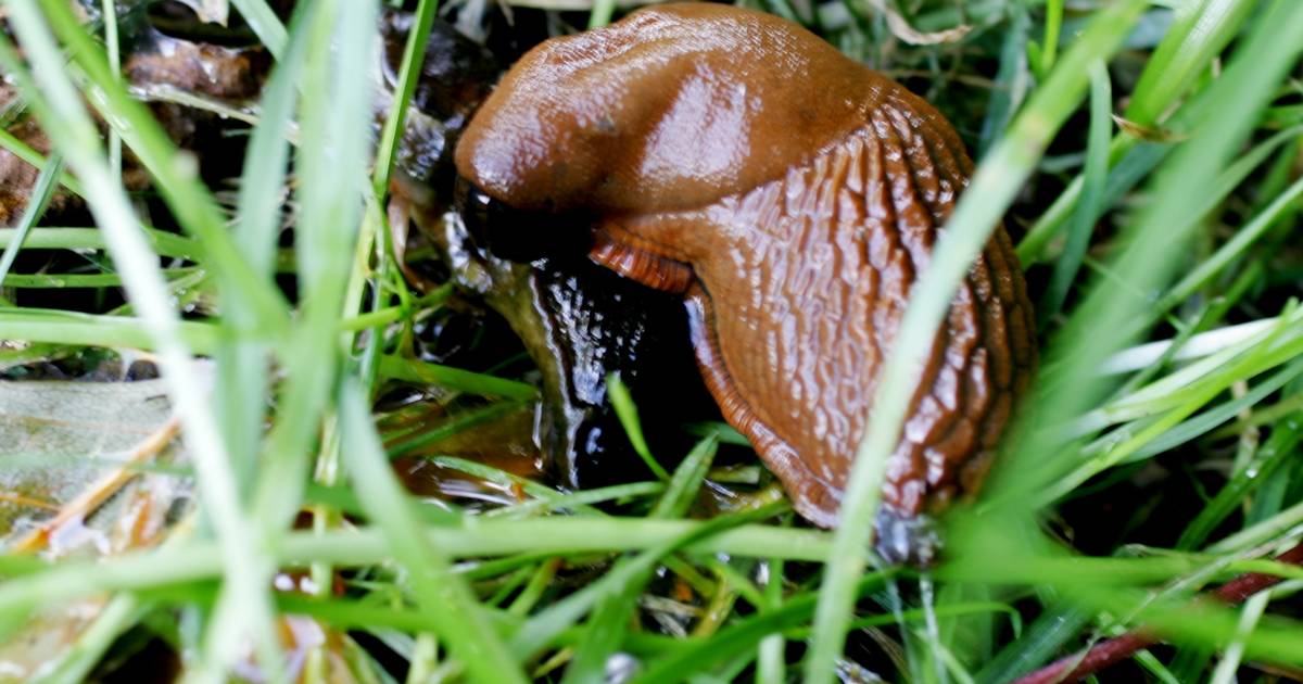 Snegleboom: Kom dræbersnegle og voldsnegle til livs