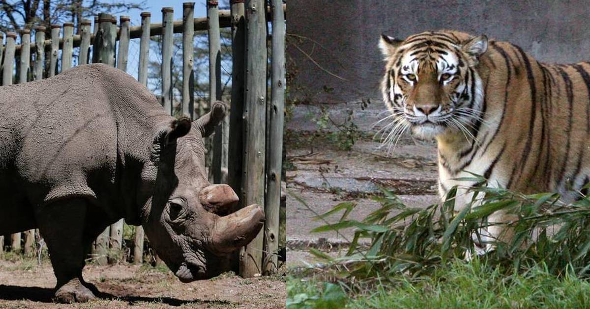 Kina tillader igen salg af truede næsehorn og tigre - Jyllands-Posten