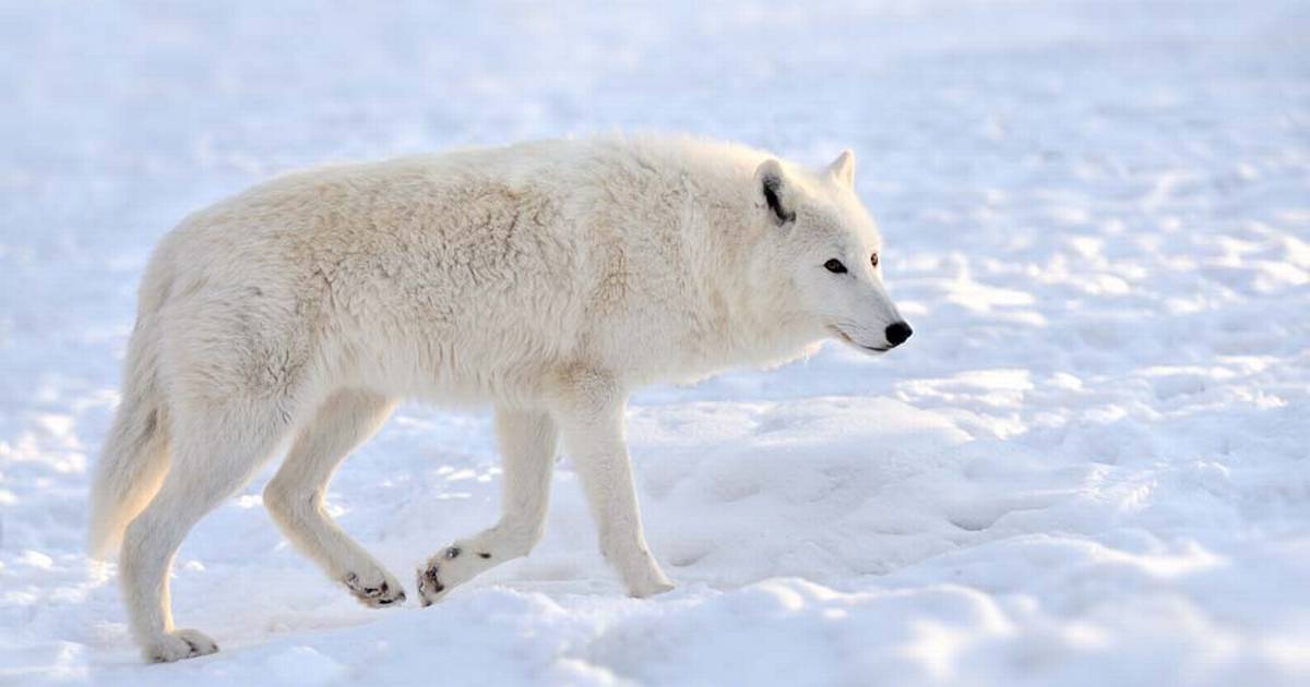 Nyt studie: Grønlands polarulv eksisterer - Jyllands-Posten