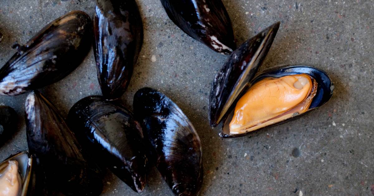 Storfiskere har fået skjult adgang til flere ton muslinger - Jyllands ...