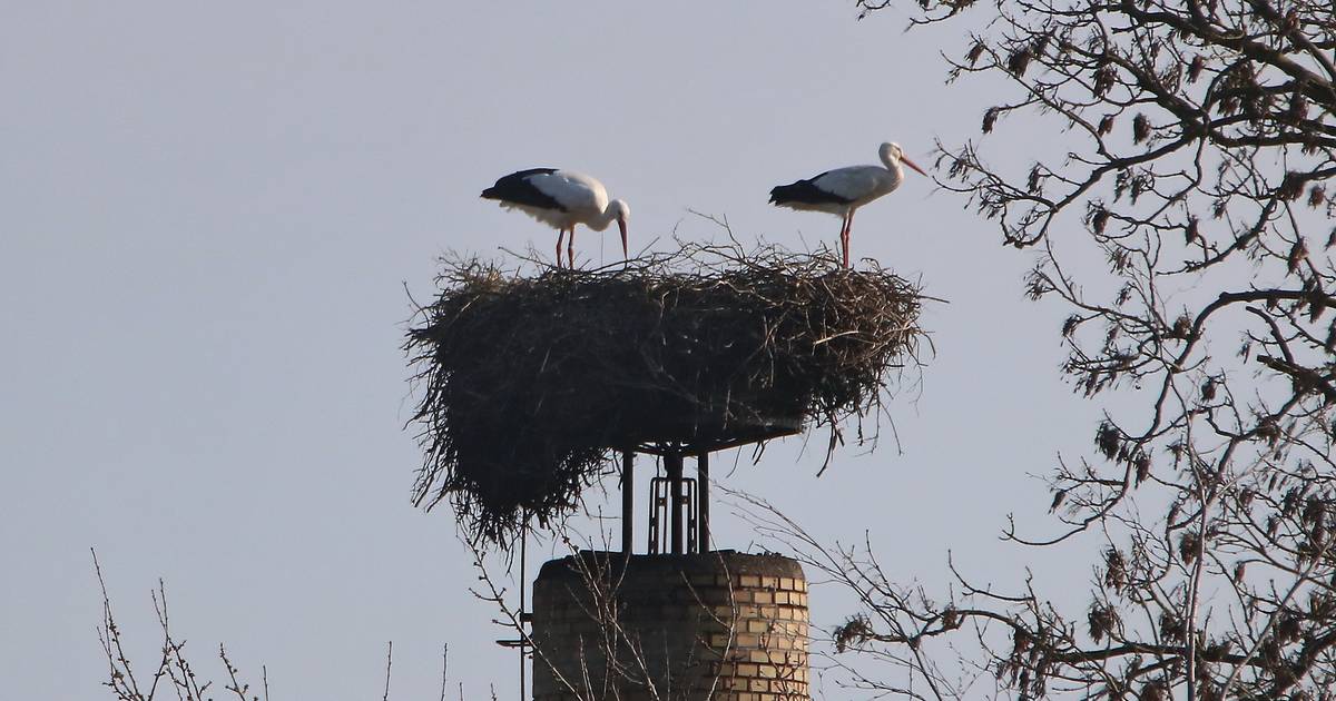 Håb om storkeunger i Danmark - de første æg er lagt