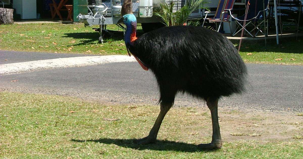 Kæmpefugl har dræbt sin ejer i Florida