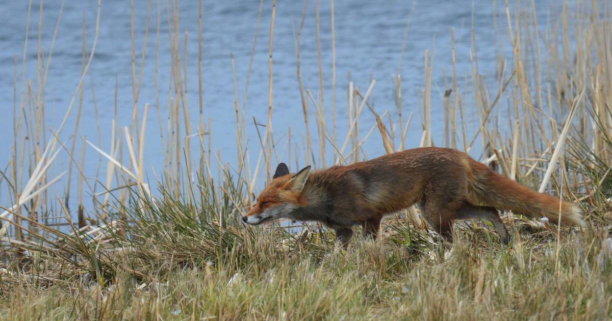 Video viser levende ræv på Bornholm efter 30 års udryddelse - Jyllands ...