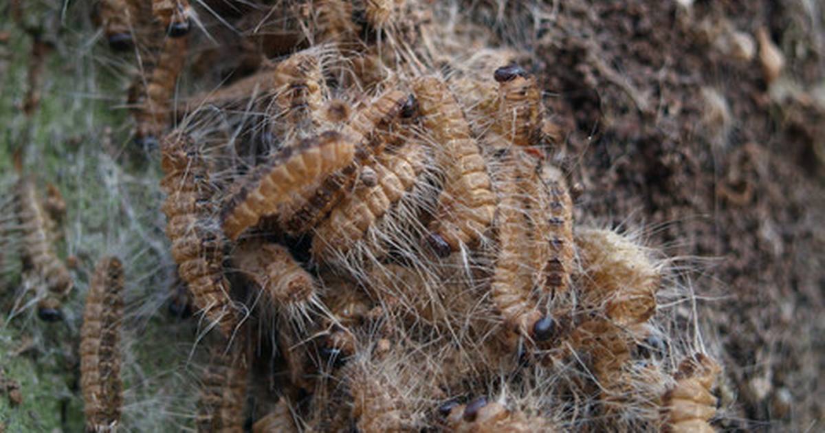 Giftige larver lukkede veje i Nordtyskland: Er på vej mod nord ...