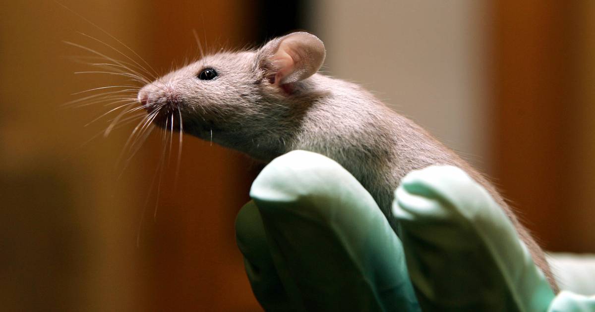 Danske forskere udvikler mus med immunforsvar fra mennesker - Jyllands ...