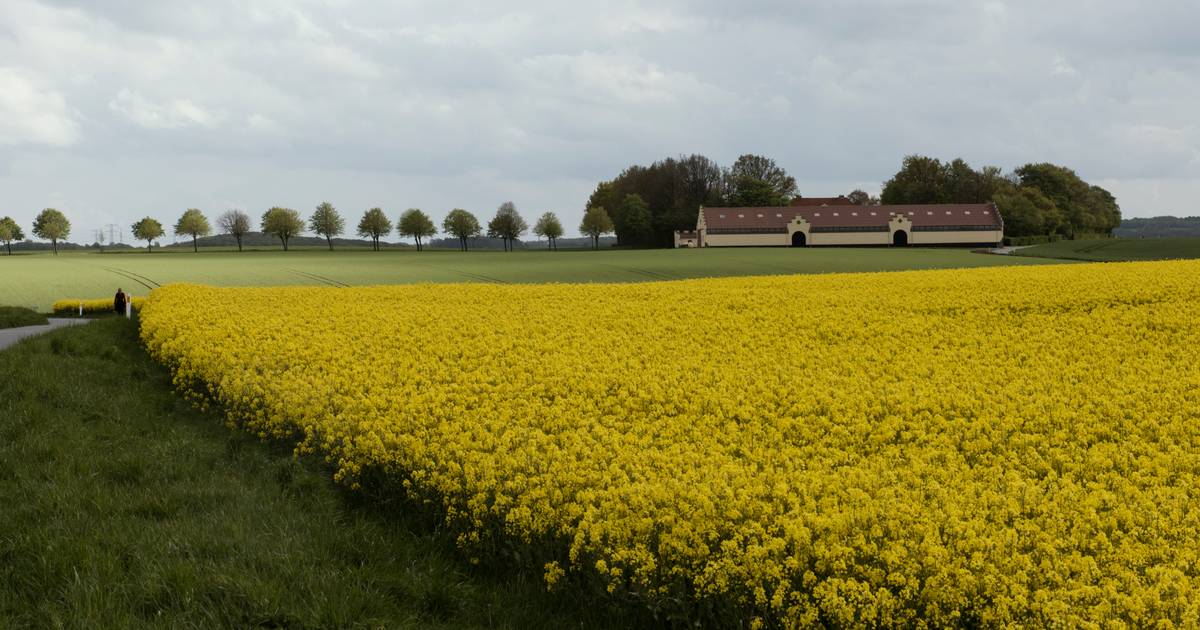 Bøgen og rapsen springer tidligere ud – piratfisk, søheste og tun på ...