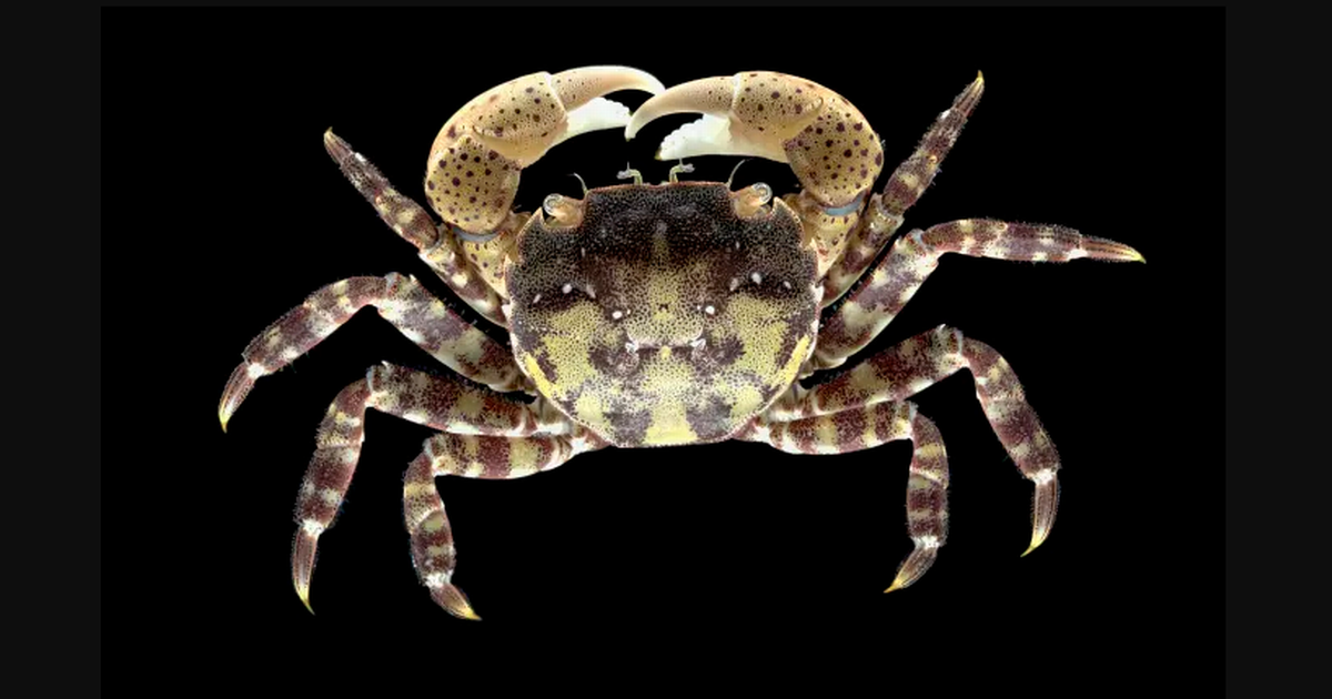 Invasiv krabbe har bredt sig i Danmark - men det behøver ikke være ...