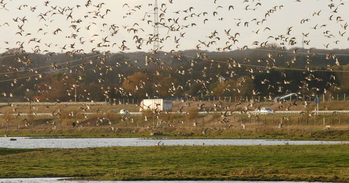 Hjejlen – de våde heders fugl
