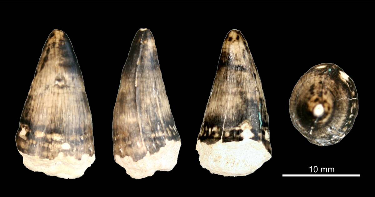 11-årig finder millioner år gammel krokodilletand - Jyllands-Posten