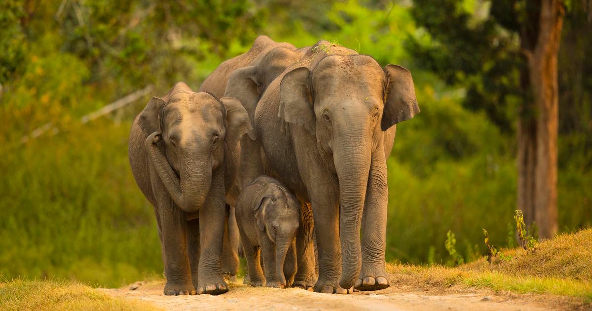 Den afrikanske elefant er nu listet som en truet dyreart