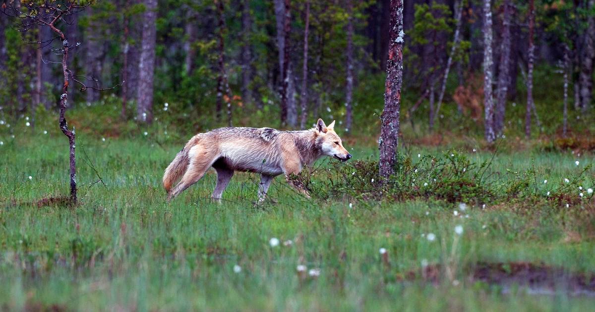 9 af 24 ulve er sporløst forsvundet siden 2012
