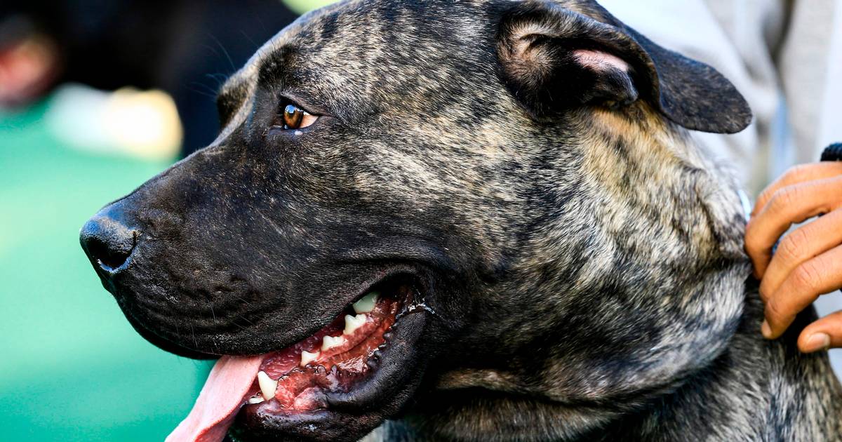 Din hund har ikke den alder, som du tror - Jyllands-Posten