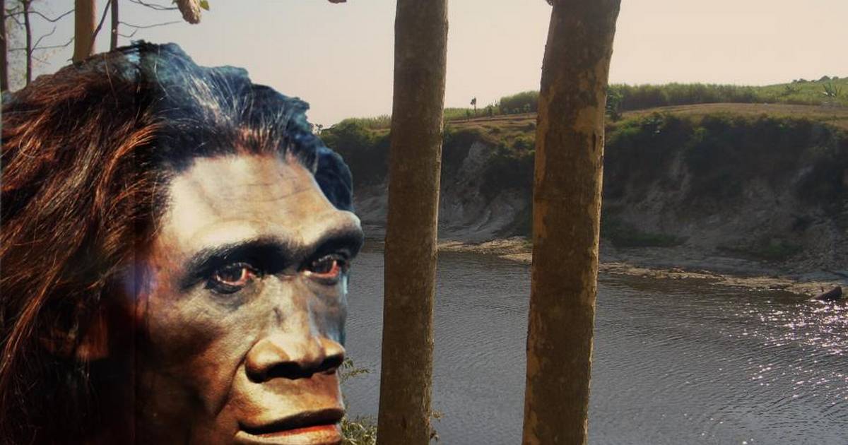 »Vigtigt studie«: Fund afslører yngste livstegn fra Homo erectus