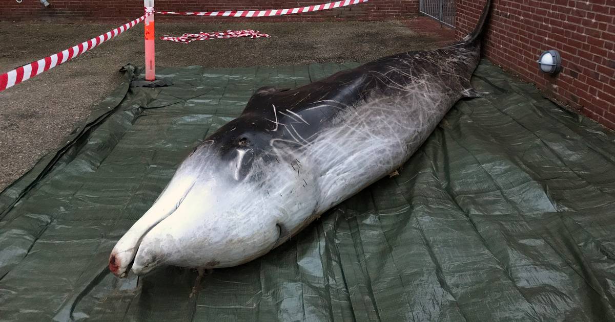 Sjælden hval har plastik i maven og parasitter i nyrerne - Jyllands-Posten