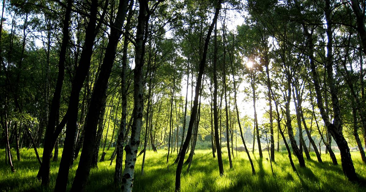 Snart kan man blive begravet i skoven ved Clausholm Slot