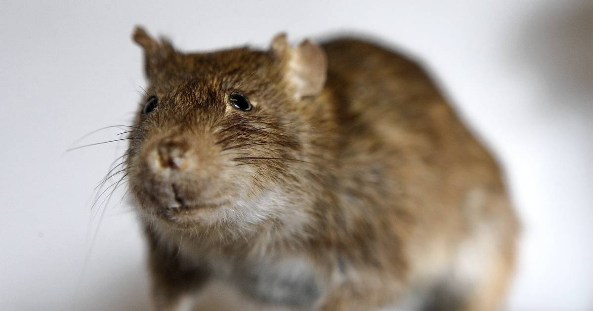 Stor stigning i anmeldelser om rotter i hele landet - i Kjellerup hyrer ...