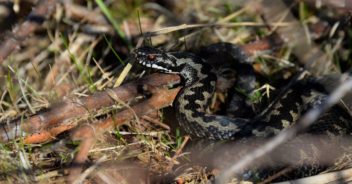 Antallet af hugormebid og stik af fjæsinger er tæt på fordoblet