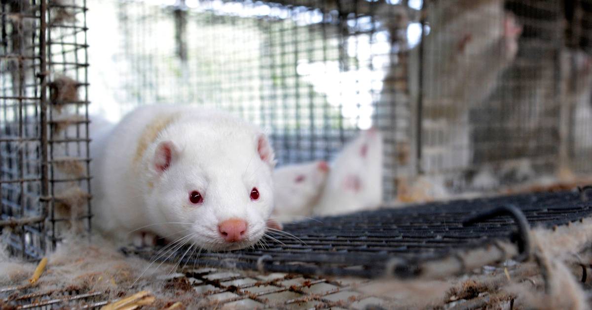 Aflivning af mink begynder ikke, før kompensation er på plads ...