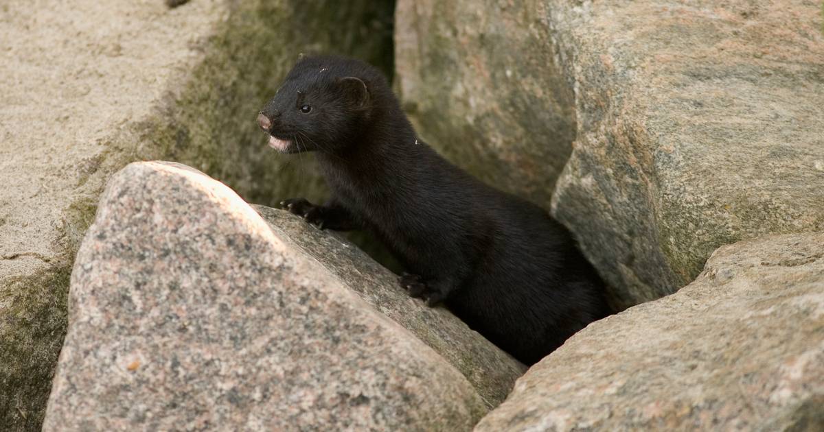 Dyrepark i Silkeborg: »Som det ser ud nu, overlever vores mink«