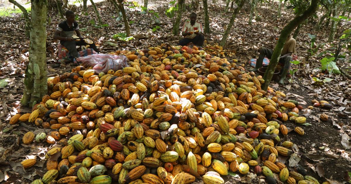 Cocoa price soars to highest in 44 years - Finans