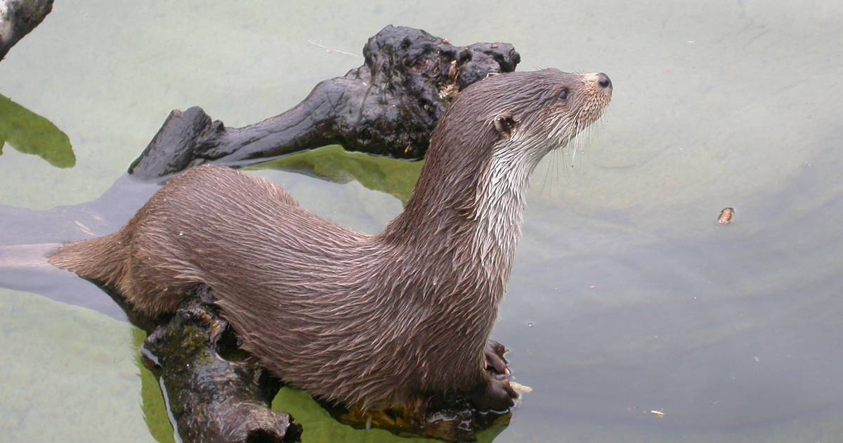Den truede odder får en håndsrækning under Herningvej - Jyllands-Posten