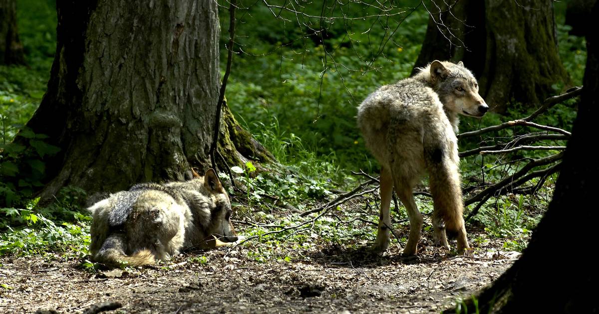 Regeringen vil gps-mærke ulve i Danmark - Jyllands-Posten