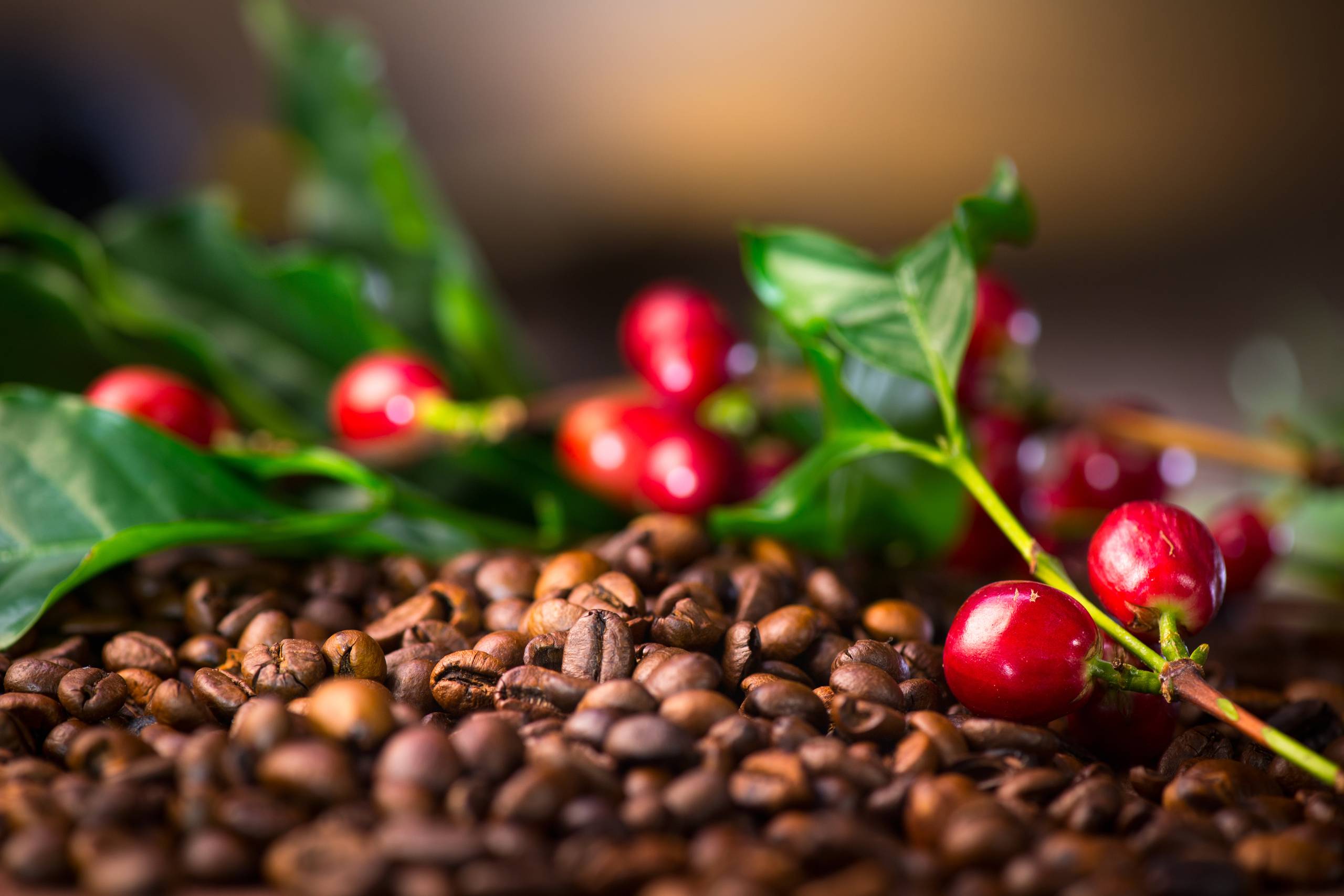 På Geranium er den gode kop kaffe en del af oplevelsen - Din Avis