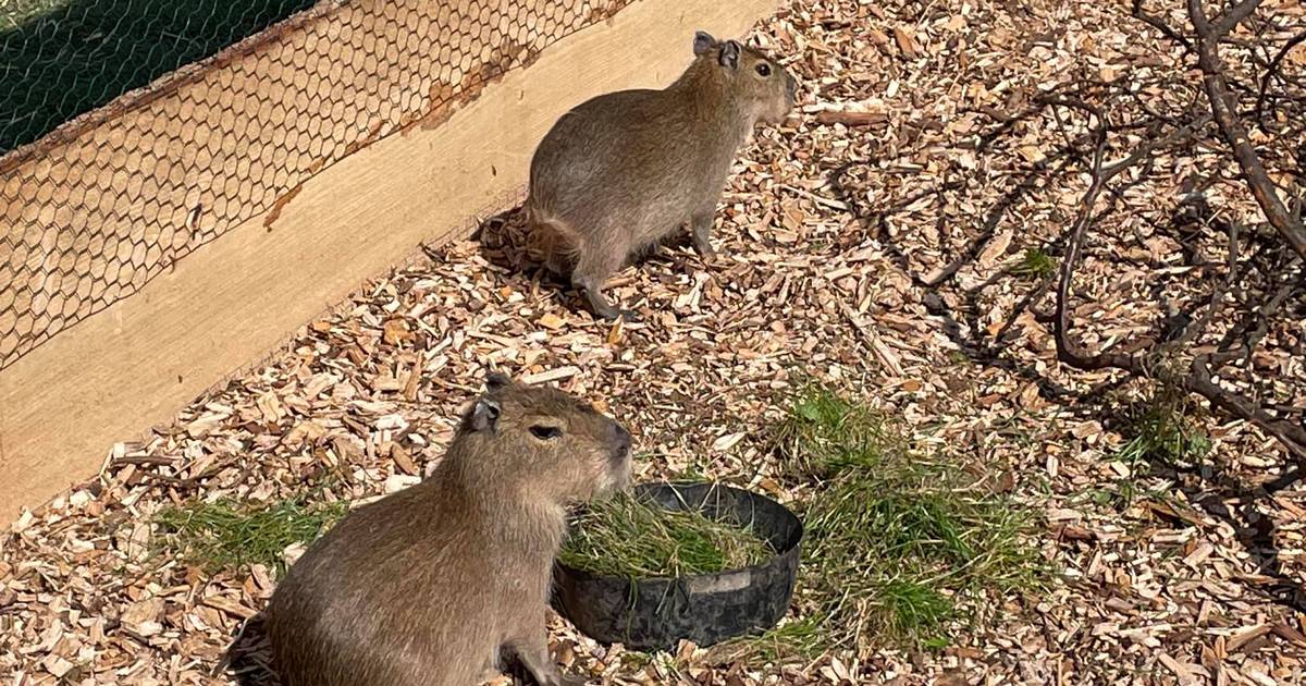 To flodsvin stjålet fra sjællandsk dyrepark - Jyllands-Posten