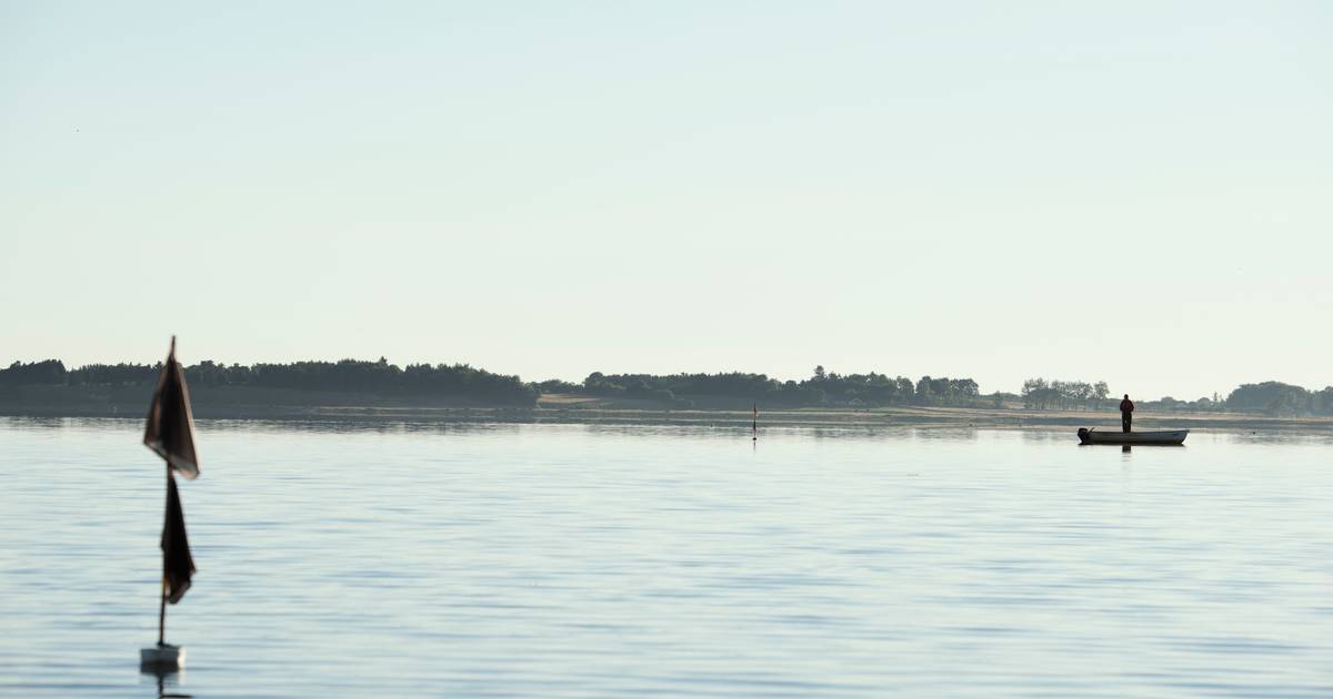 Styrelse advarer mod at spise giftige muslinger fra Limfjorden