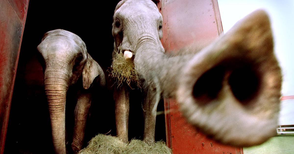 Elefantens snabel har en sugekraft på 540 km/t. - Jyllands-Posten