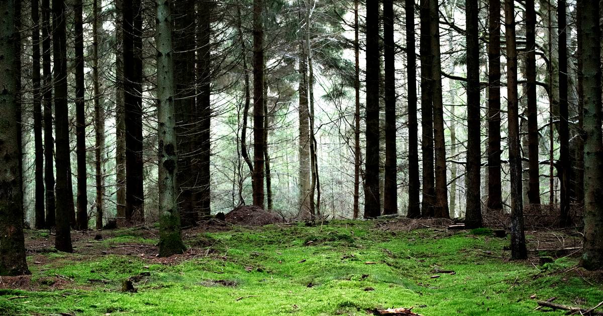 Ny stor skov foreslås etableret nord for Silkeborg - Jyllands-Posten
