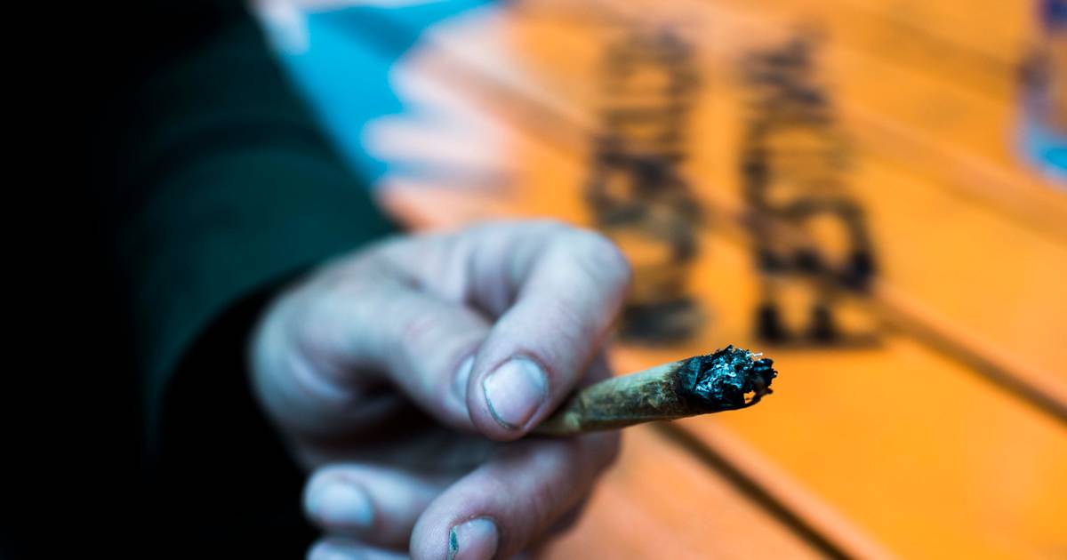 Rigspolitiet: Legalisering af hash stopper ikke kriminelle - Jyllands ... Rigspolitiet: Legalisering af hash stopper ikke kriminelle - Jyllands ...