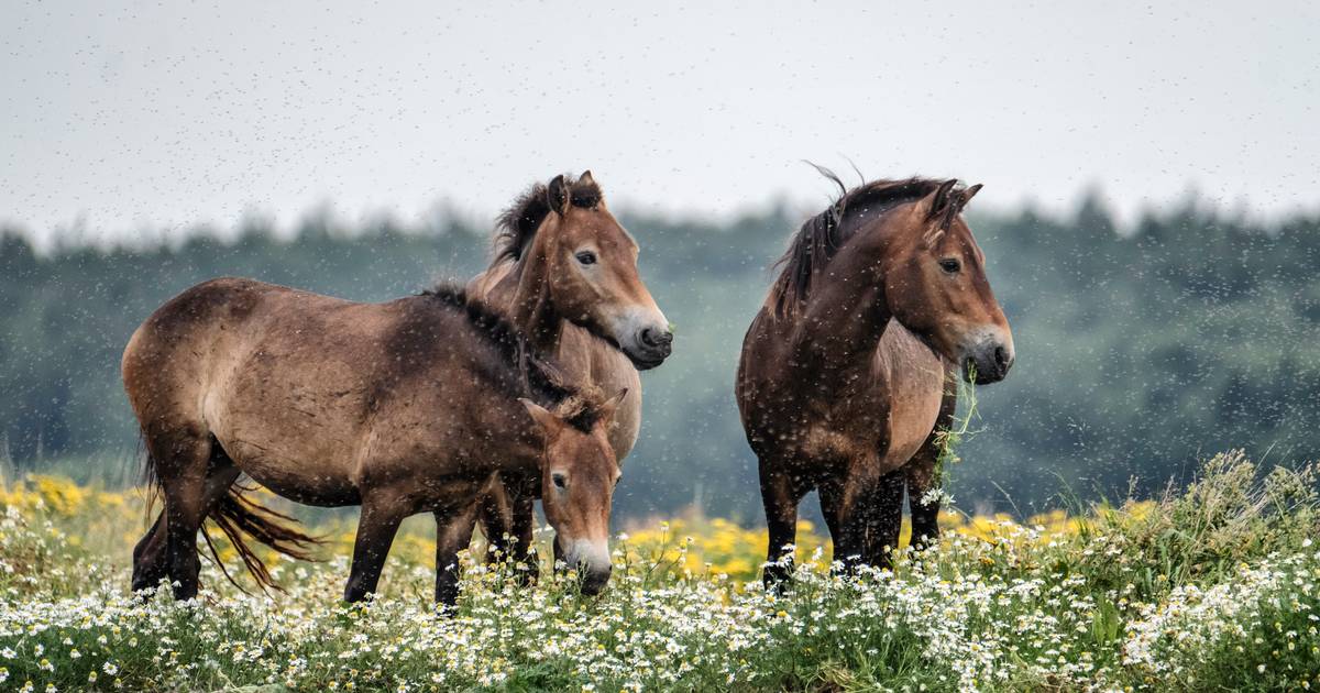 Studie: Hesten blev tæmmet på de russiske stepper for 4.000 år siden ...