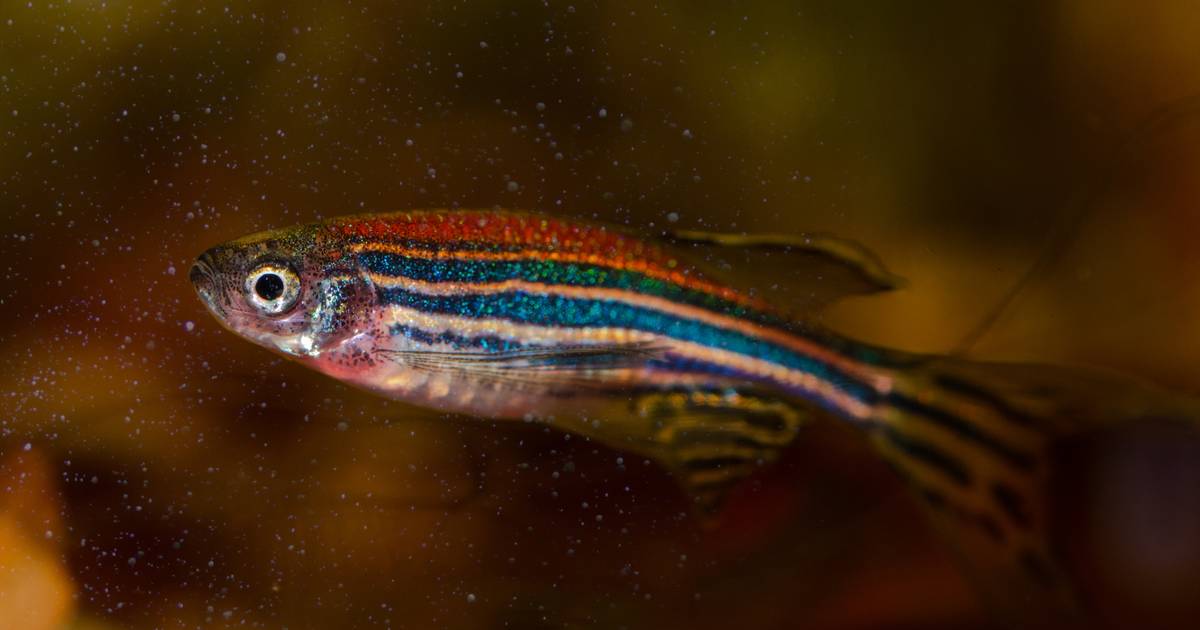 Plastic i cellerne: Nanoplast gør zebrafisk mindre frugtbare - Jyllands ...