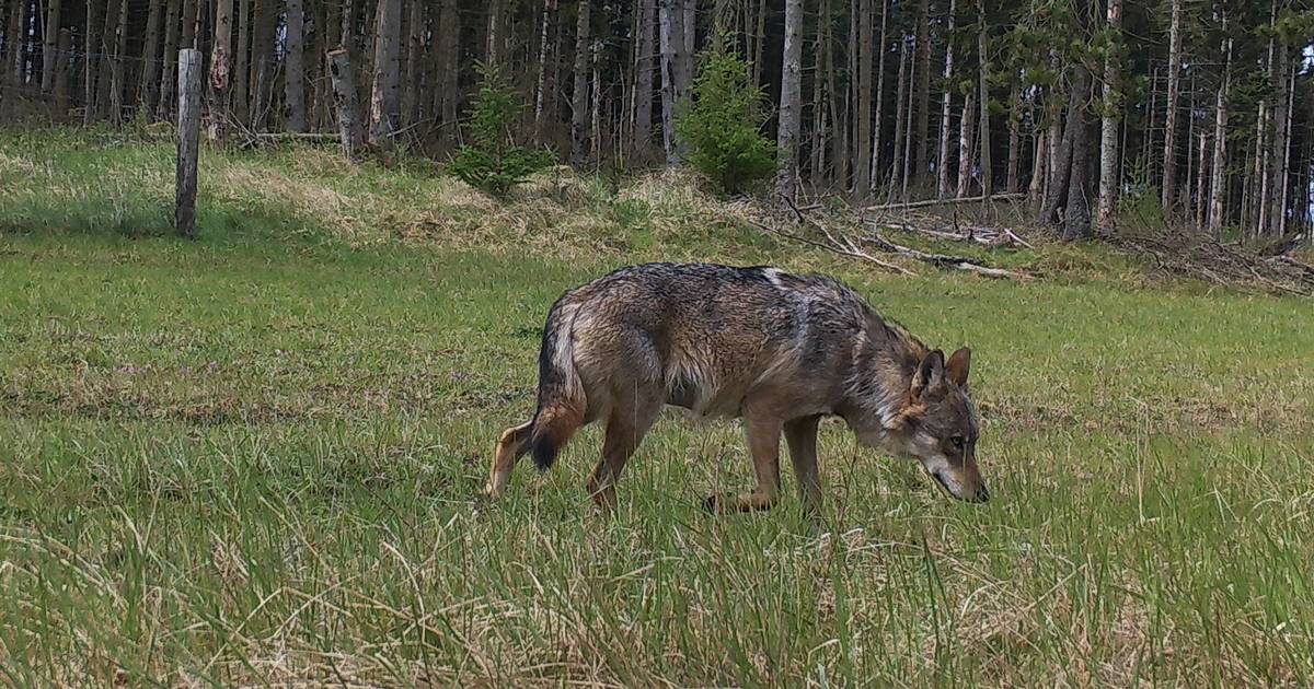 Skal husdyr i hele Jylland gå bag ulvesikre hegn? - Jyllands-Posten