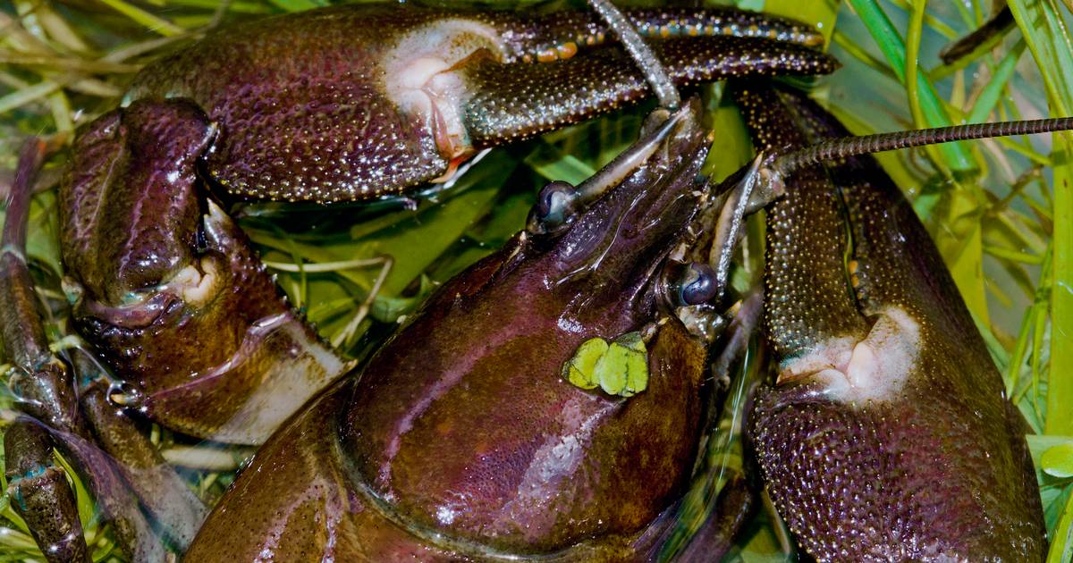 Signalkrebs slår flodkrebs af pinden som den mest dominerende art ...