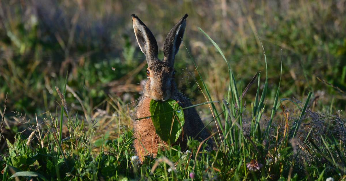 Flere harer hopper fra landet til byen - Jyllands-Posten