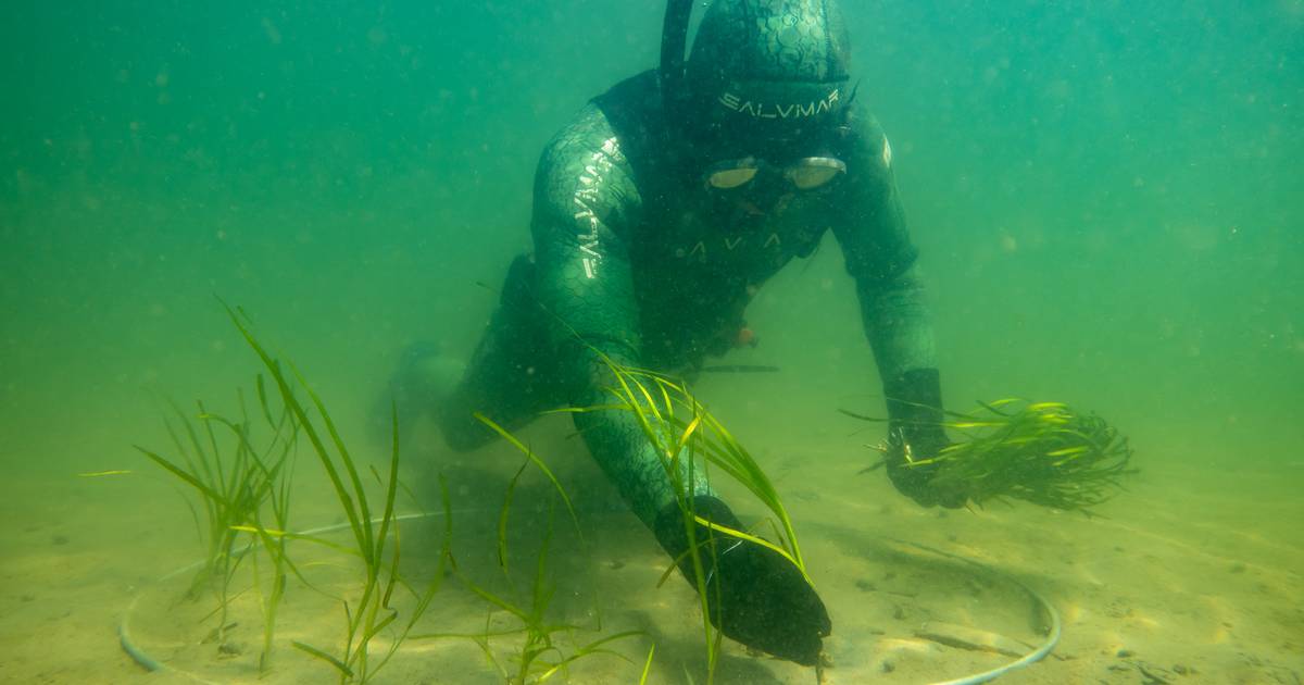 »Det er lidt skræmmende«: Grumset video afslører leveforhold i fjorden ...