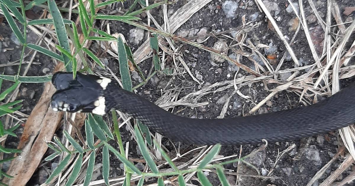 Slange med to hovedet fundet i Kalvebod Fælled - Jyllands-Posten