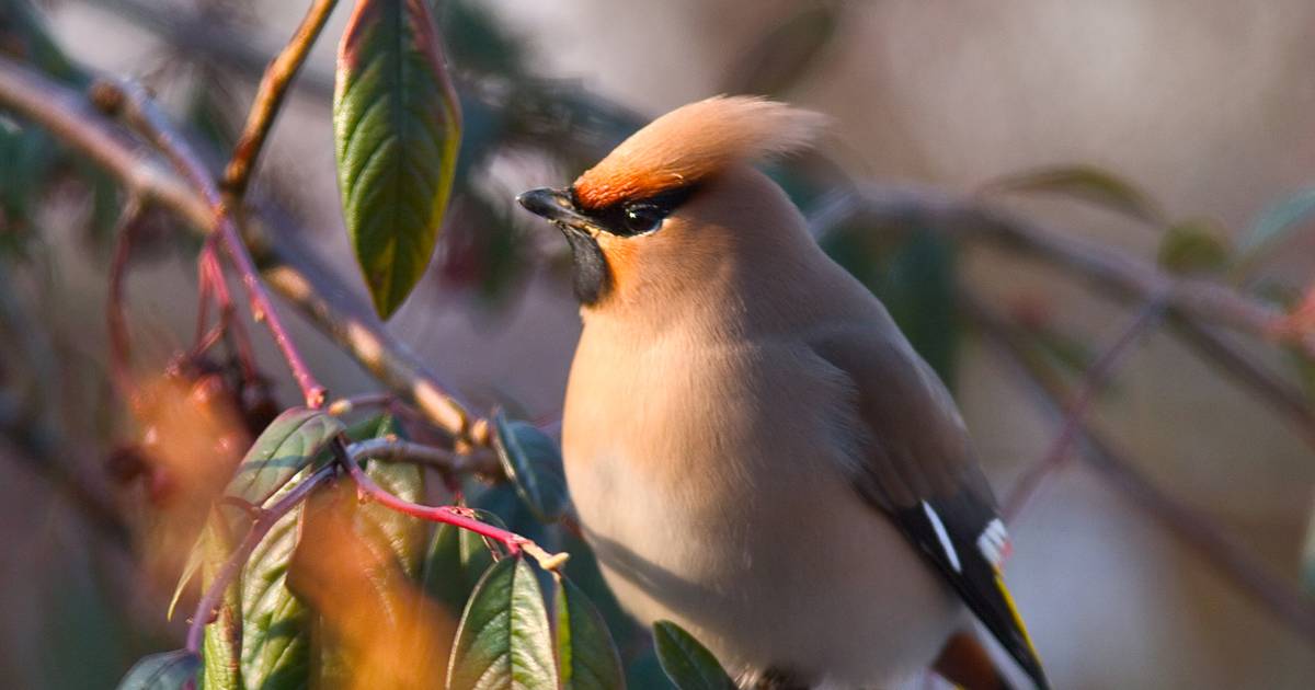 Flyver rundt i bær-brandert: Særegen fugl med »alkoholproblem« er ...
