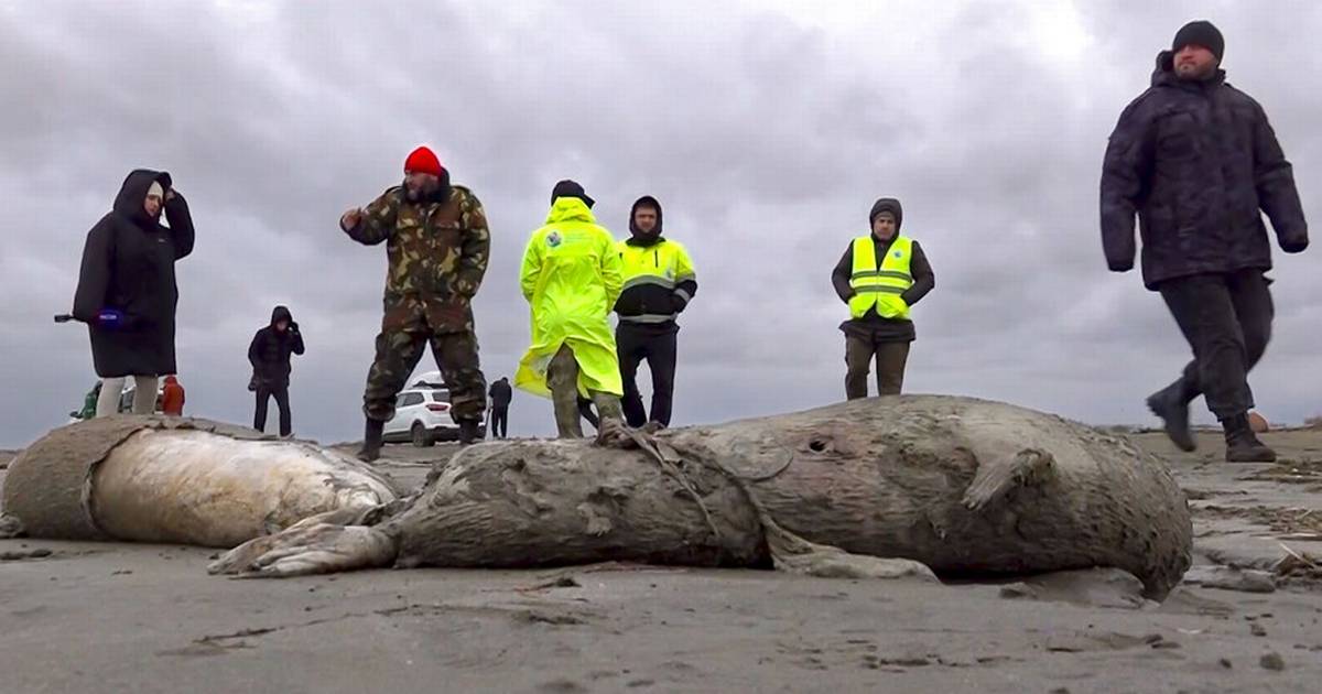 2.500 sæler af truet art skyller døde op på russisk kyst - Jyllands-Posten