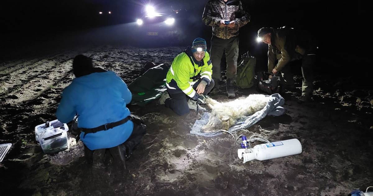 Forskere fanger ulv i Vestjylland og giver den gps-halsbånd - Jyllands ...