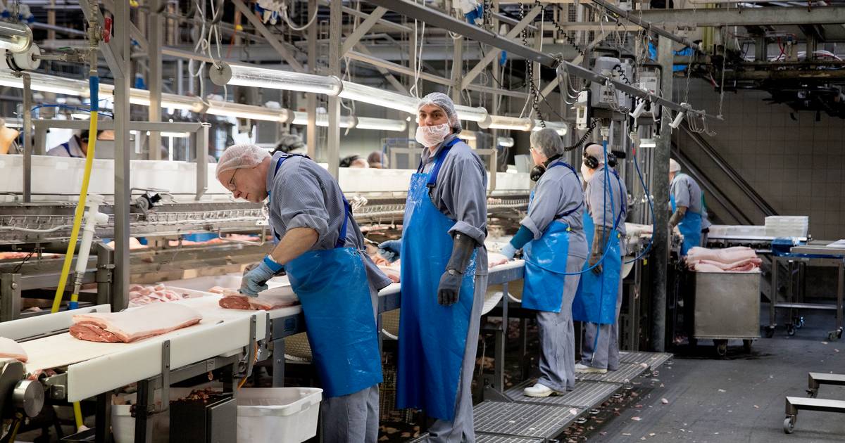 Danish Crown lukker slagteri: 1.200 stillinger nedlægges - Finans