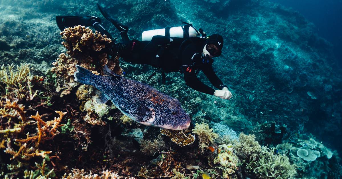 På dybt vand: »Respekt for havmiljøet bør være en del af dit dykker-dna ...