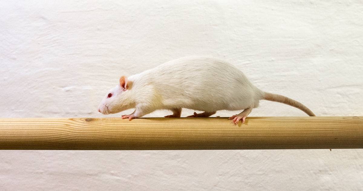 En plantebaseret p-pille til rotter skal gøre gift overflødigt ...