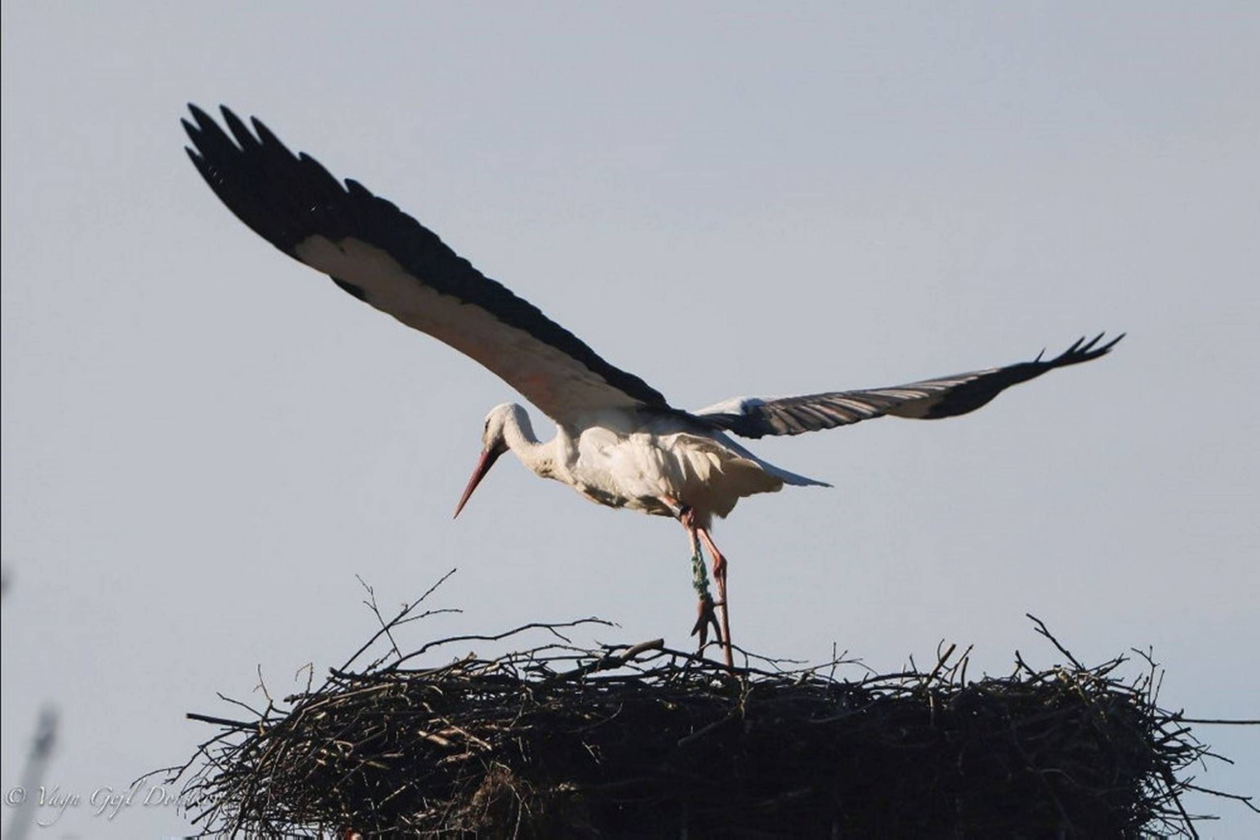 Årets første stork har slået sig ned i Danmark - Jyllands-Posten