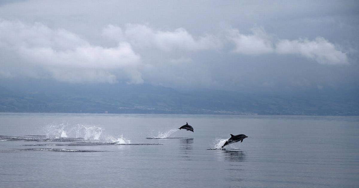 Forsker: FN-aftale kan give flere tun i Danmark - Jyllands-Posten
